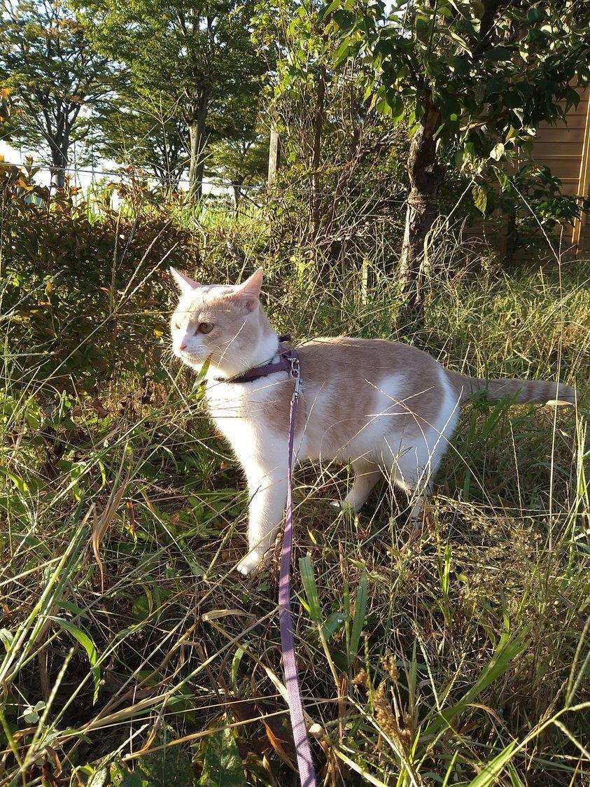 三河屋さんか、あるいはスナフキンか｜Iori.Egawa@創発考房バンケ