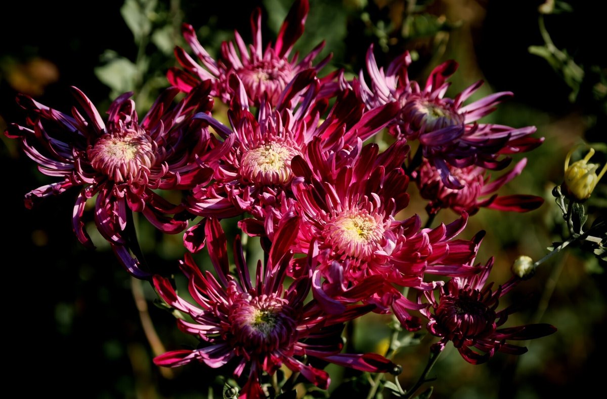 朝露の降りる日は｜燿 (hikari)