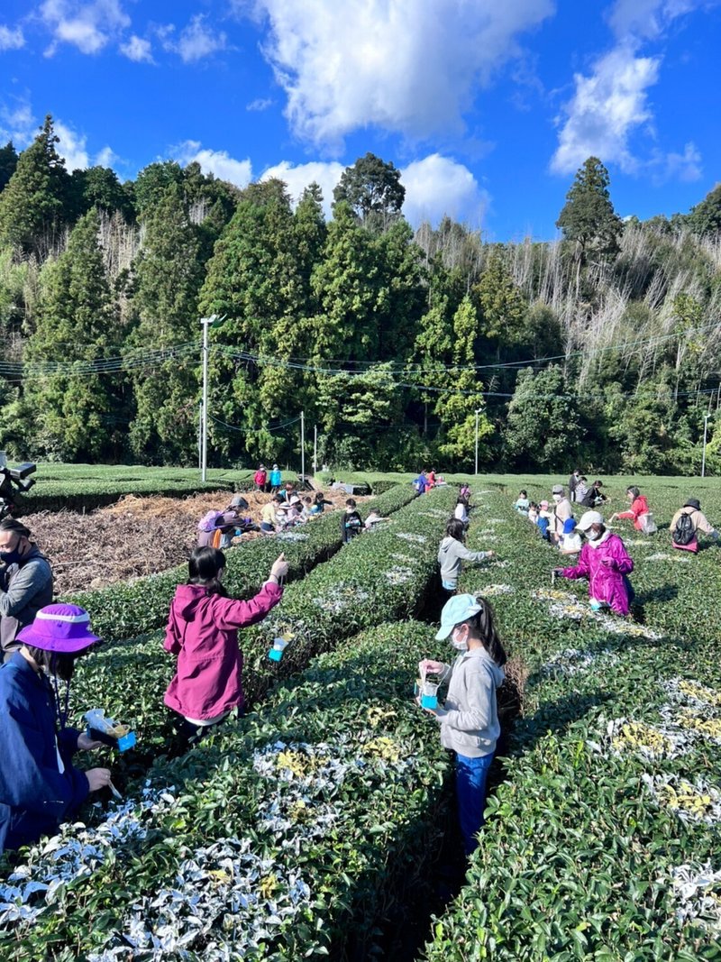 自身に見えている景色は必ず自身で変えることができる‐抜里の茶畑に花を咲かせる｜Emi Kodama