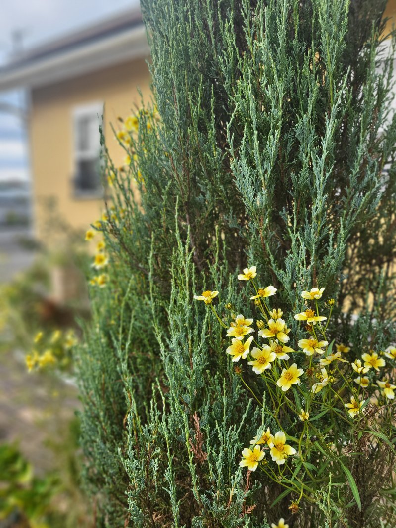 ～私のお庭紹介～｜きょうもいいひ｜note