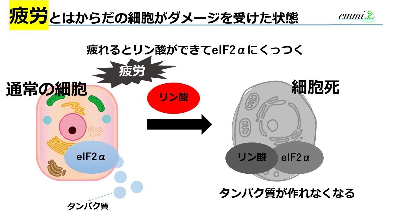 疲労のメカニズム｜Emmi Kaneko