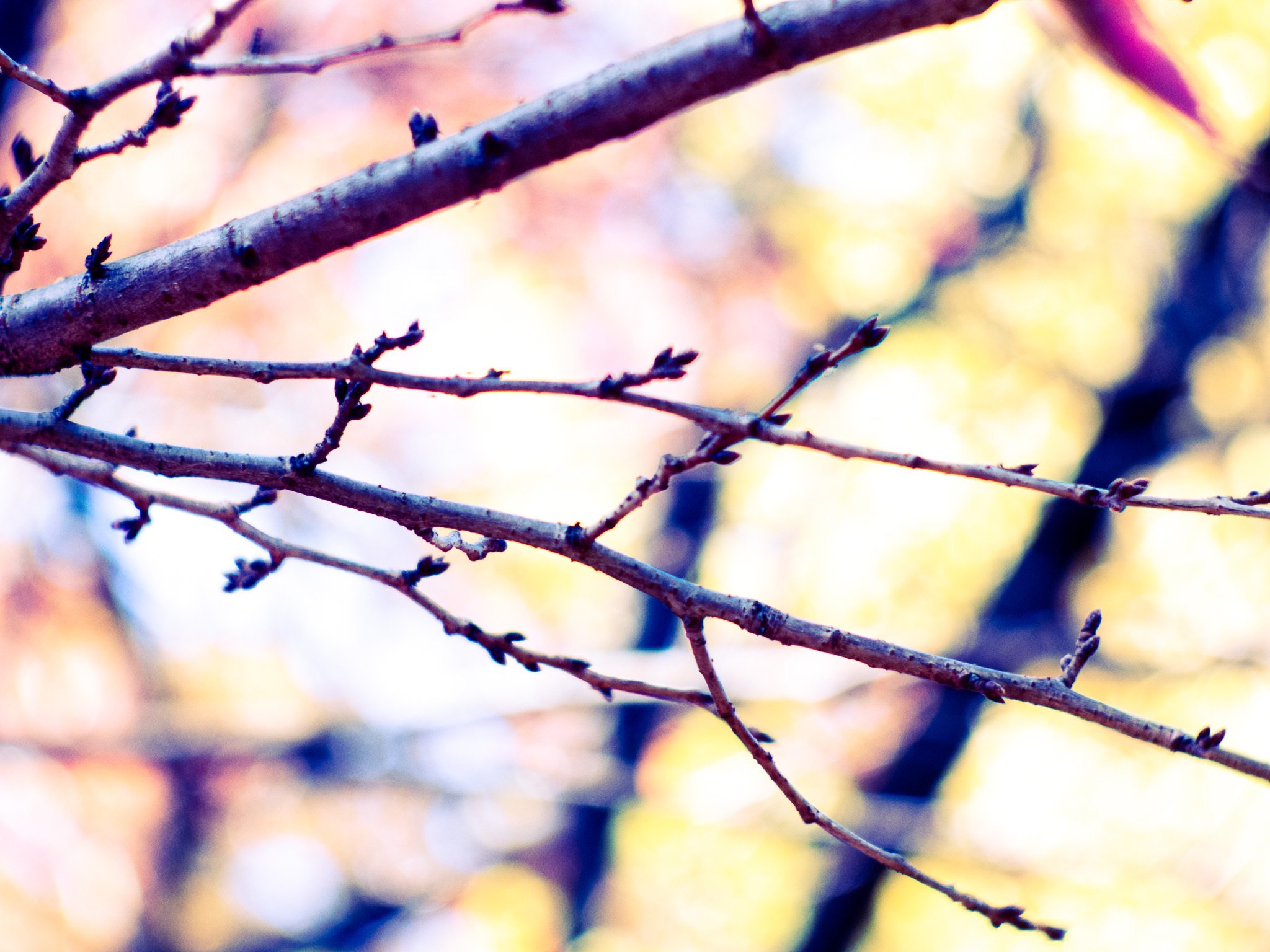 photo log (やわらかな秋)｜mu note