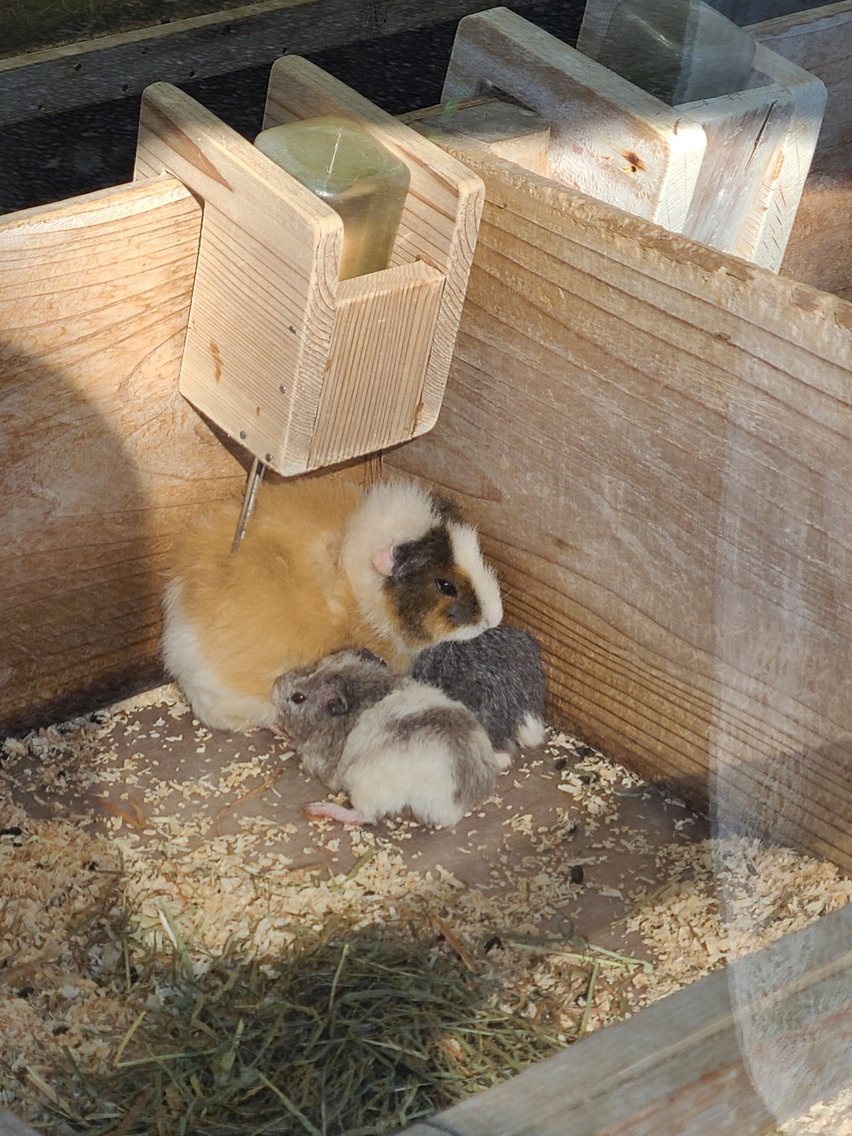 今日のモルモット｜ユウキ・ミズハラ