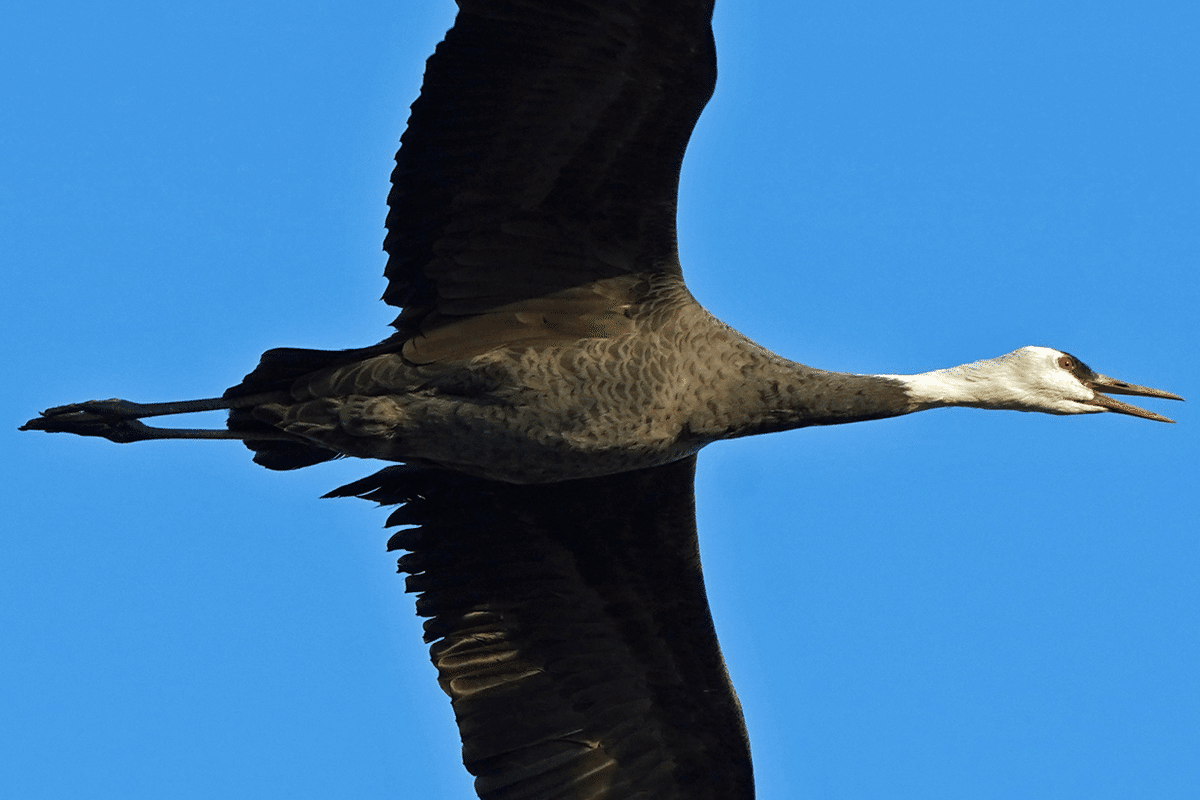 2022年11月 出水のツル｜Chacoder