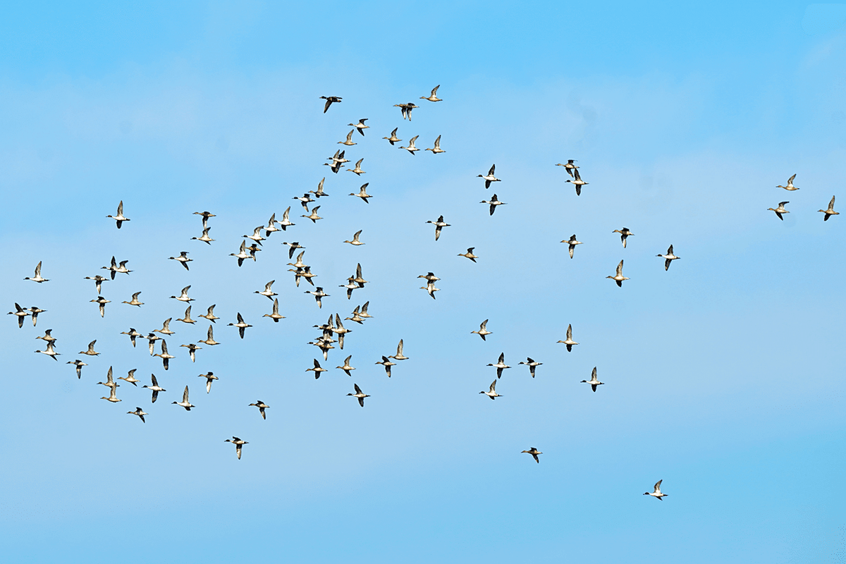 2022年11月 出水のツル｜Chacoder