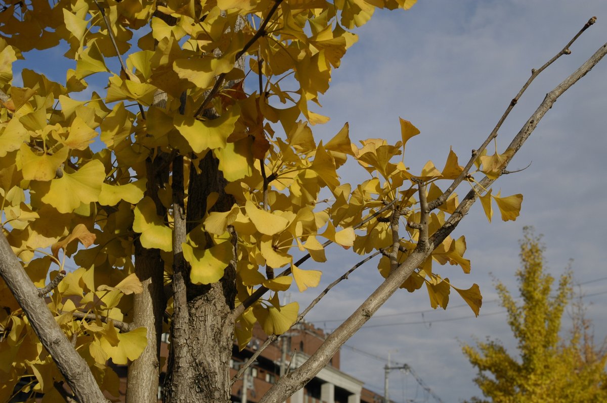 (52)CCDがきもち良い ｜Daichi Okamoto