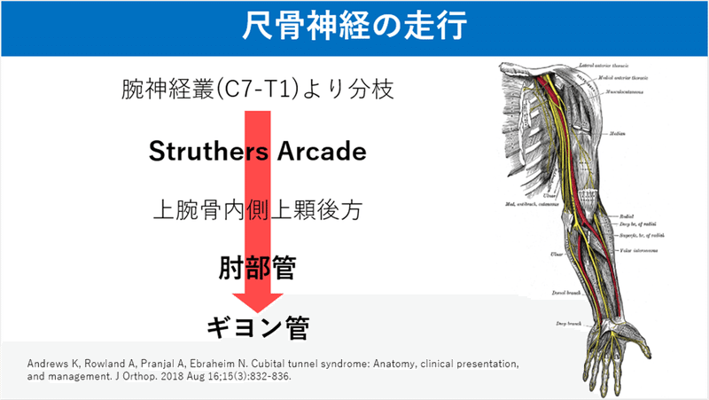 尺骨神経障害を評価するための3つのポイント ～尺骨神経はどこで障害されている？～｜Y.K