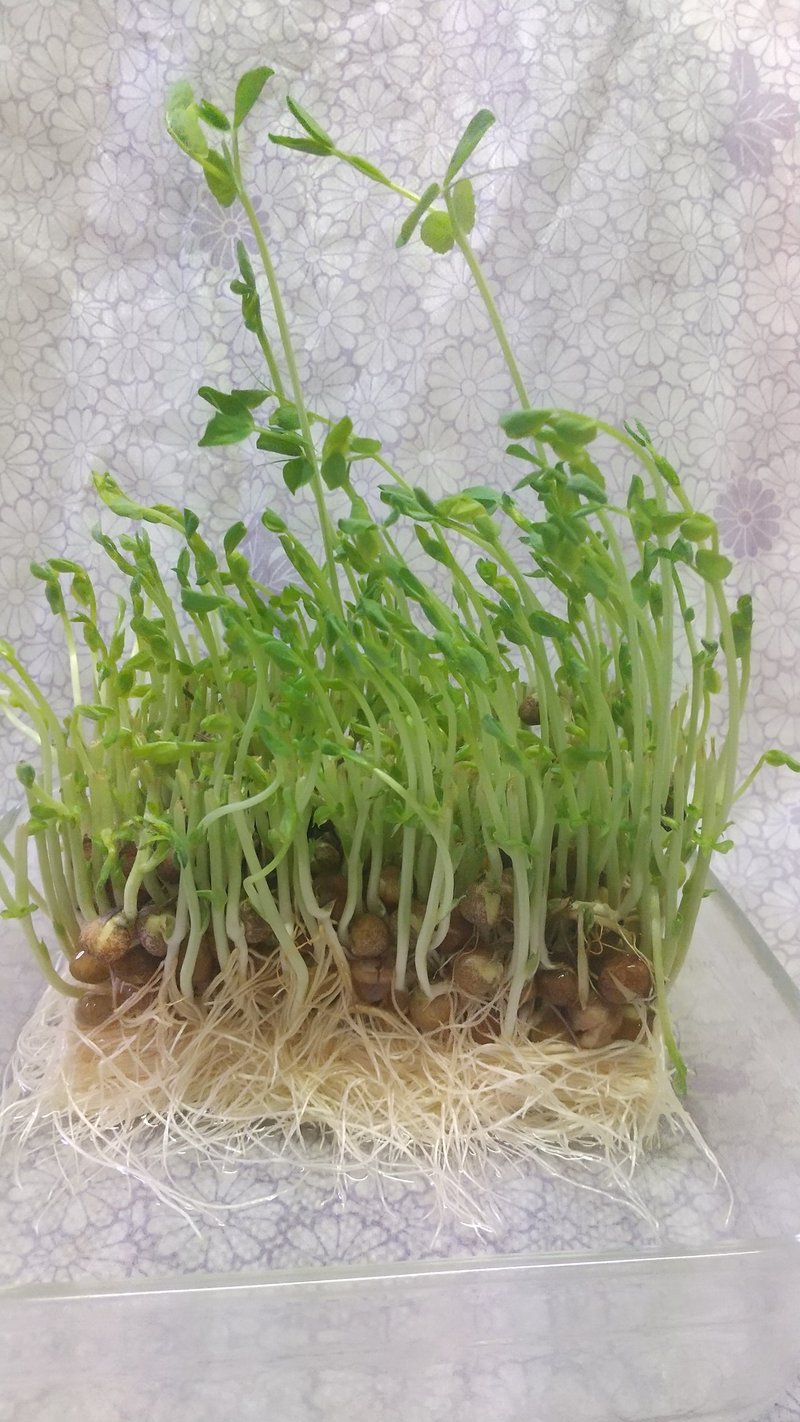 【今日の豆苗】トニーの場合3｜Yae Sonoda*園田やえ｜note