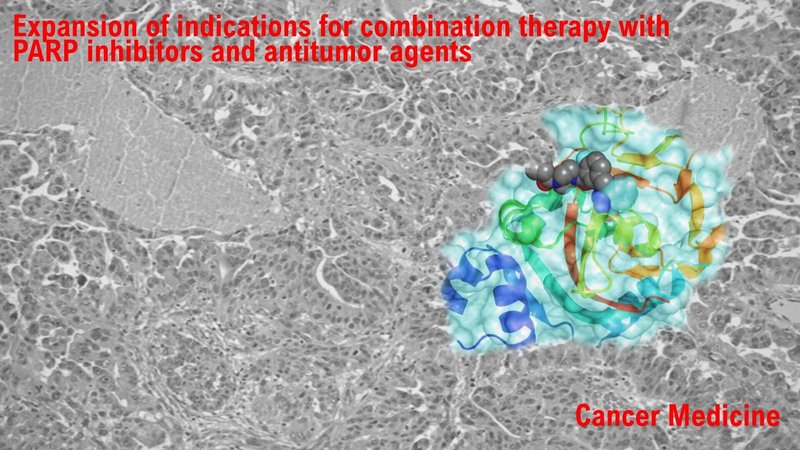 Potential expansion of indications for combination therapy with PARP ...