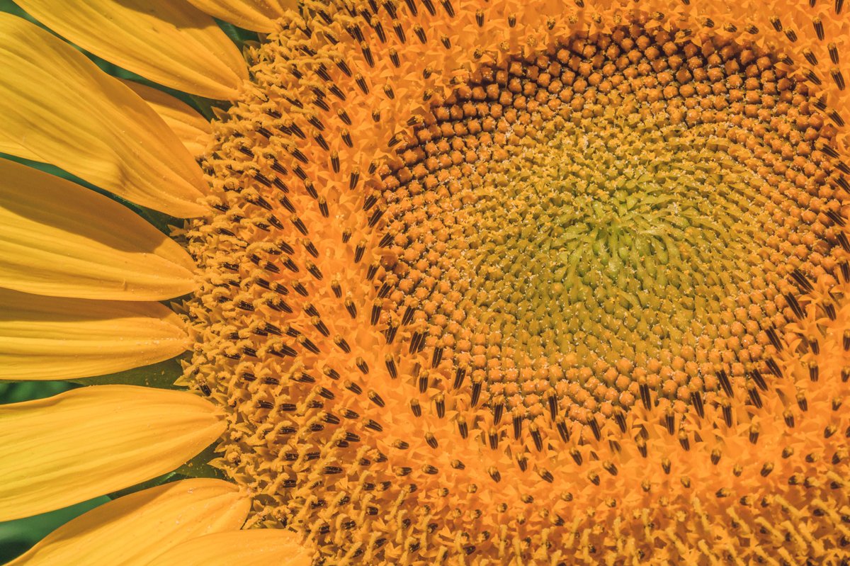 さよなら、NIKKOR Z MC 50mm f/2.8｜005 akkiy