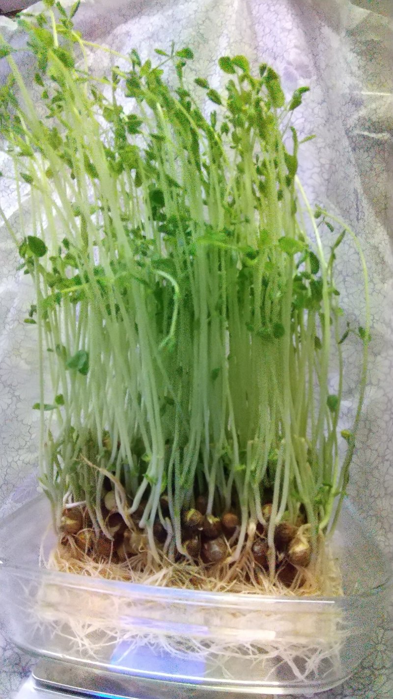 【今日の豆苗】トニーの場合6 完｜Yae Sonoda*園田やえ｜note