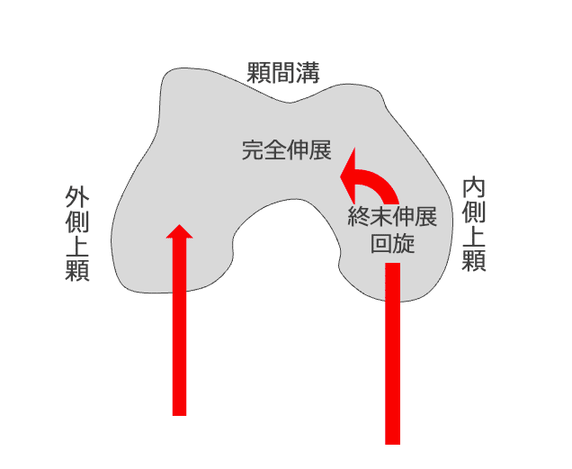 大腿二頭筋の触診｜加藤淳