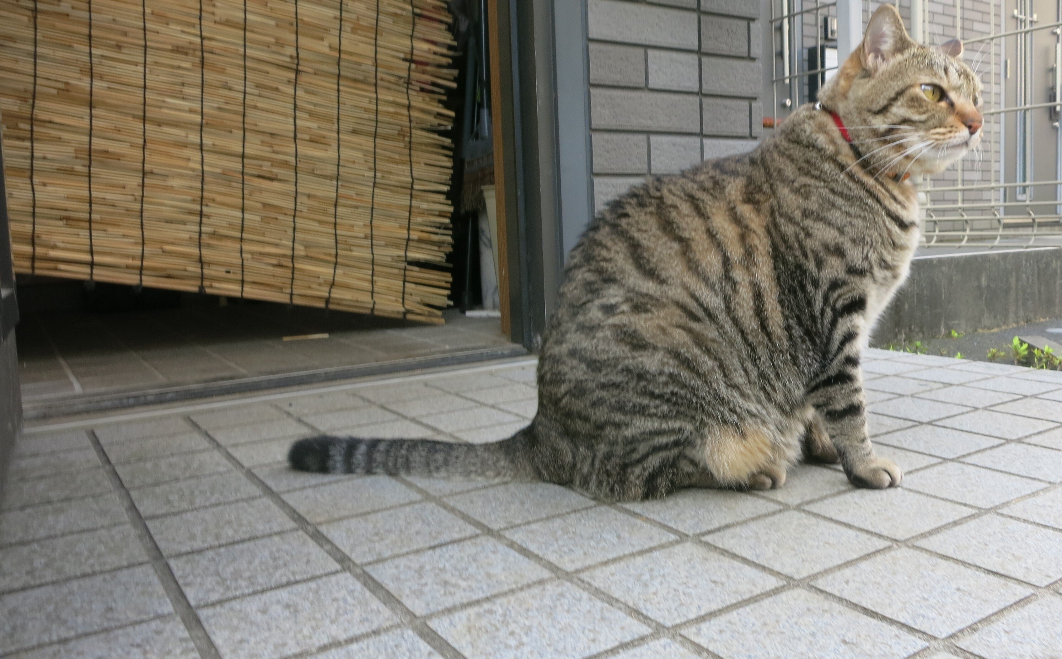 酔ってます｜紅＝猫の瞳に恋する執事 Ti amo♡ ＃キジトラ ＃note ＃小説 ＃エッセイ ＃猫がいる幸せ