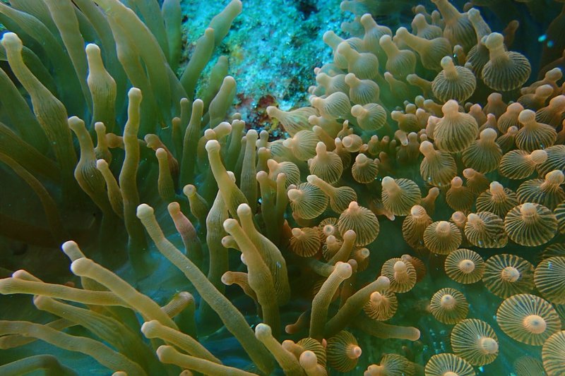 【ダイビング】あの人気者の意外な生態｜matsu｜note