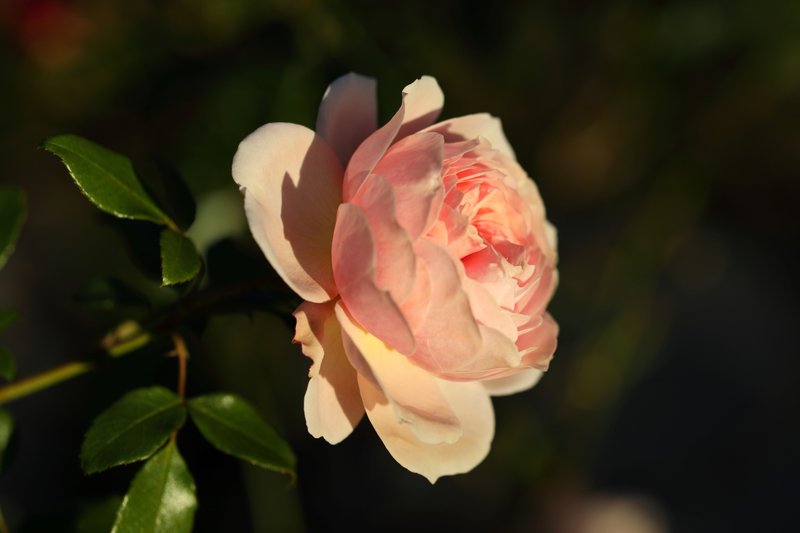 Stroll & Snaps, Vol. 35: ウインターローズの艶｜Strolling Ricky