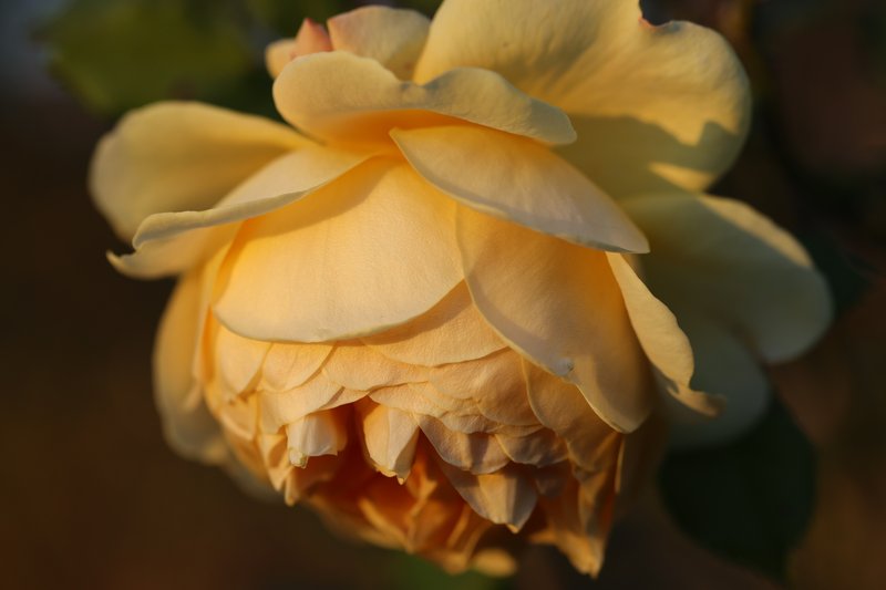 Stroll & Snaps, Vol. 36: ウインターローズの艶（2）｜Strolling Ricky｜note