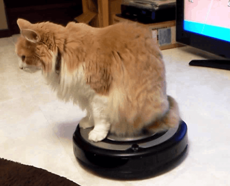 動物と暮らす。 Vol.51｜HEKA Petlife株式会社