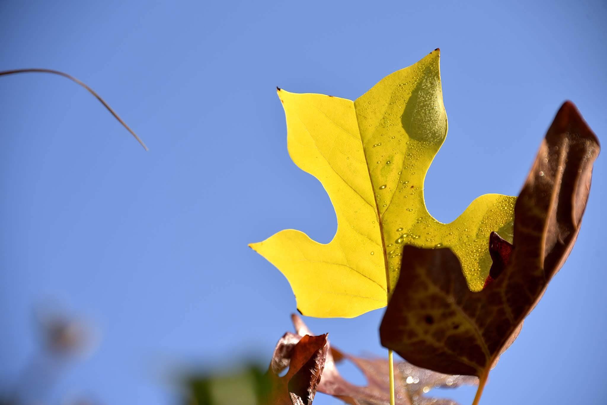 いろいろ撮りためた画像｜team_ueno｜note