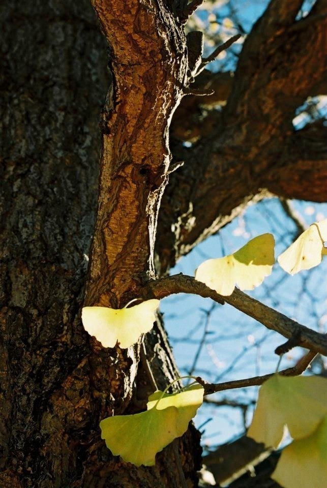 2003年の写真｜team_ueno｜note