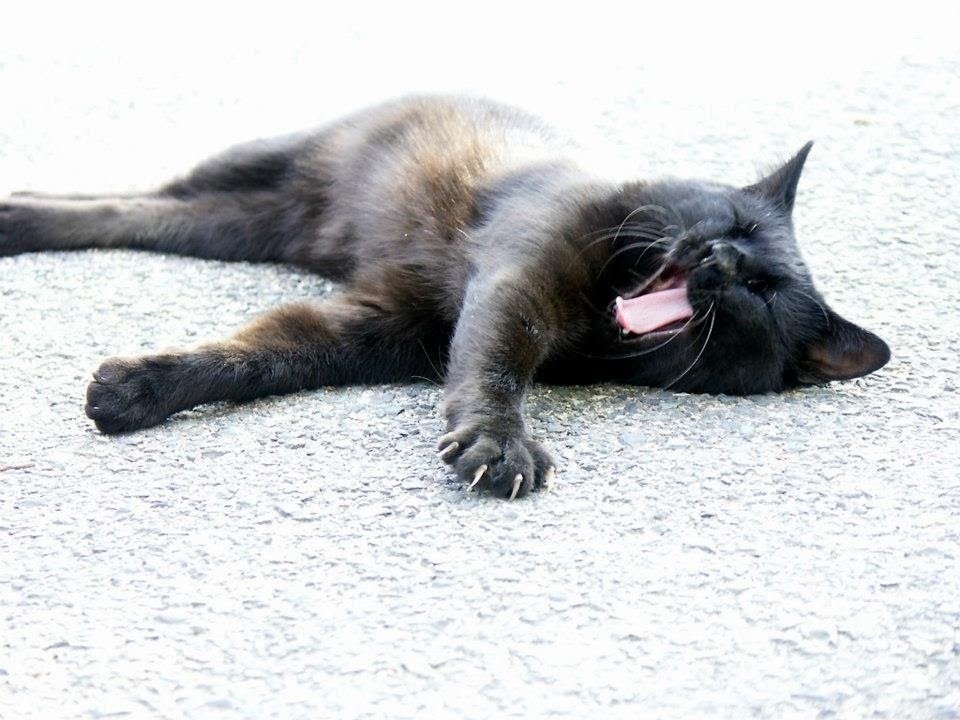 2003年の写真｜team_ueno｜note