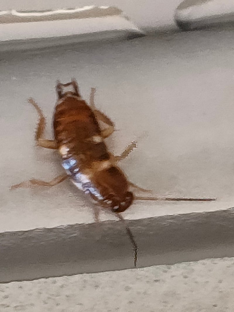 12月20日のゴキブリ幼虫｜月澄狸｜note