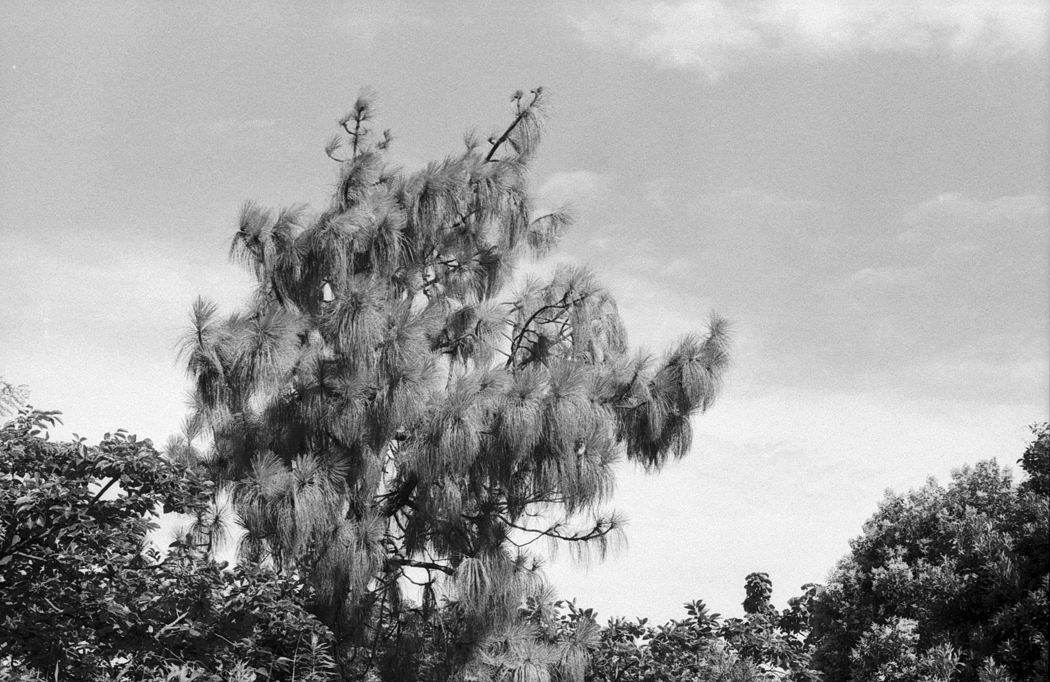 半径300m｜kirin｜note