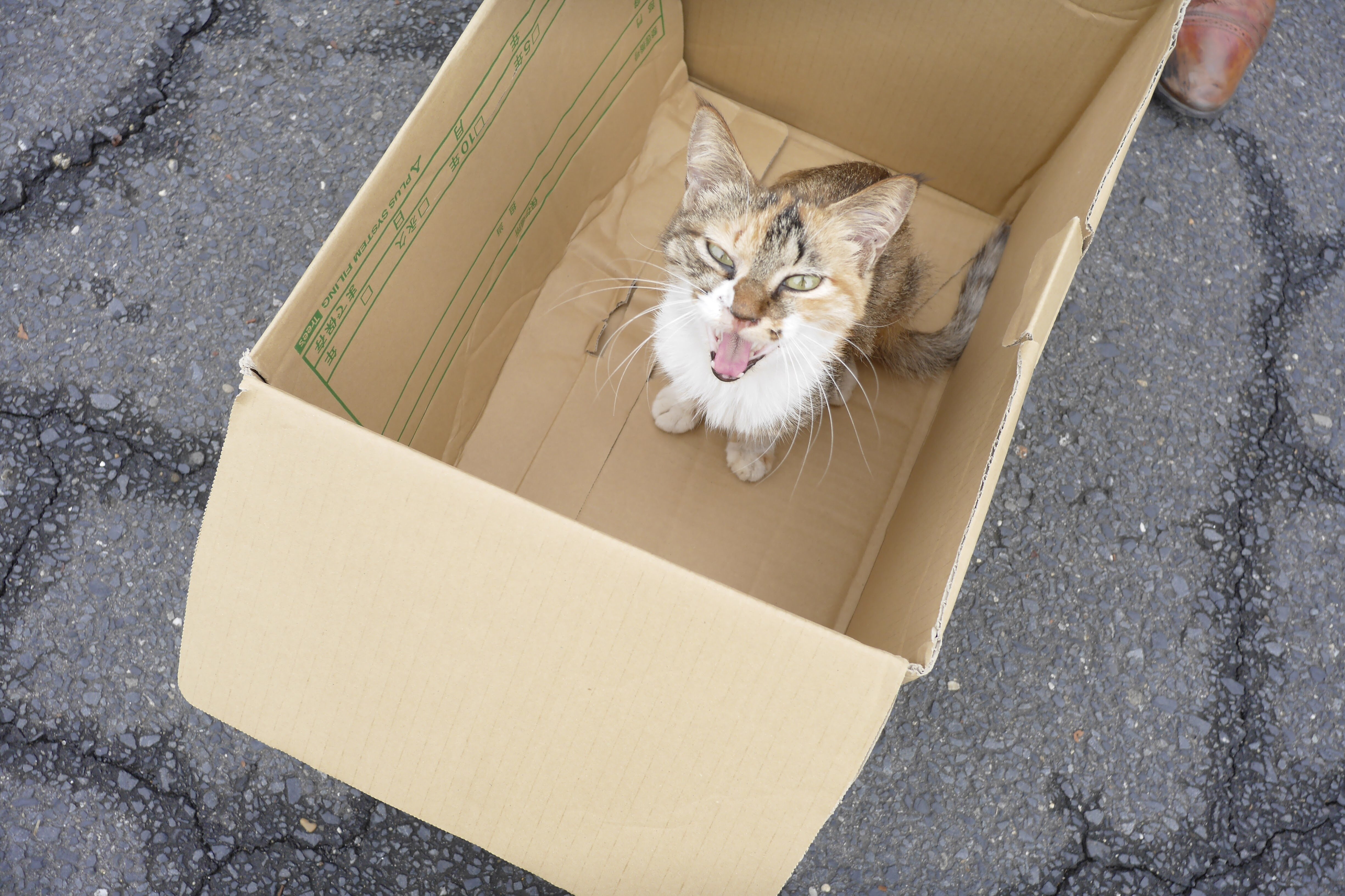 ネコたち｜team_ueno｜note