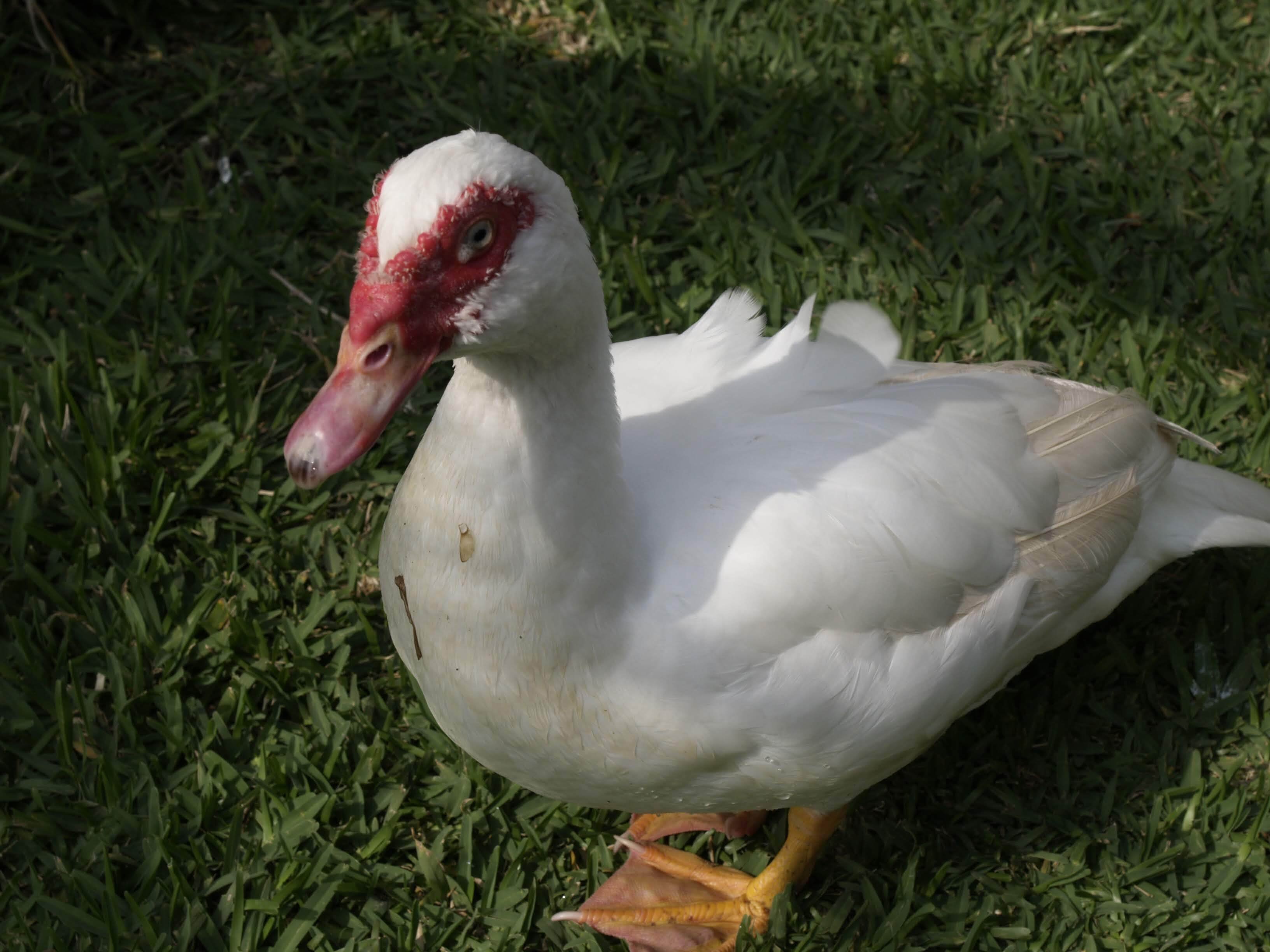 鳥たち｜team_ueno