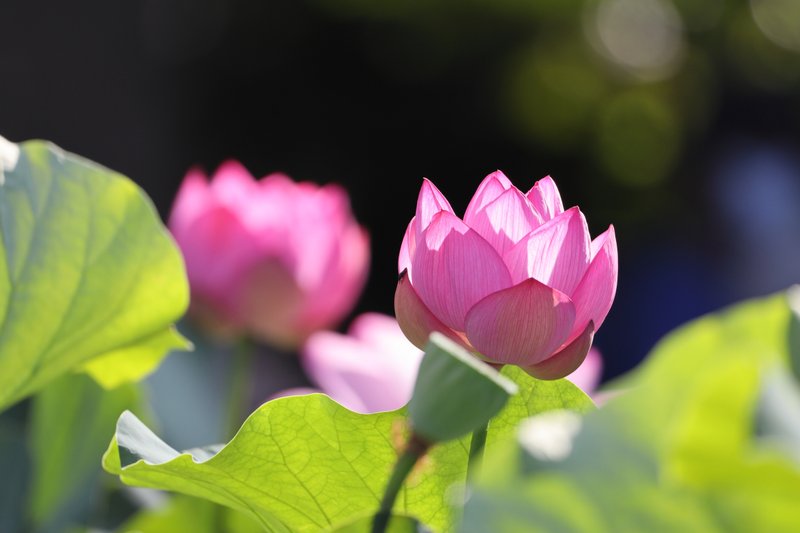 Many Thanks! 提供画像のご利用回数が1000に到達 @みんなのフォトギャラリー｜Strolling Ricky｜note