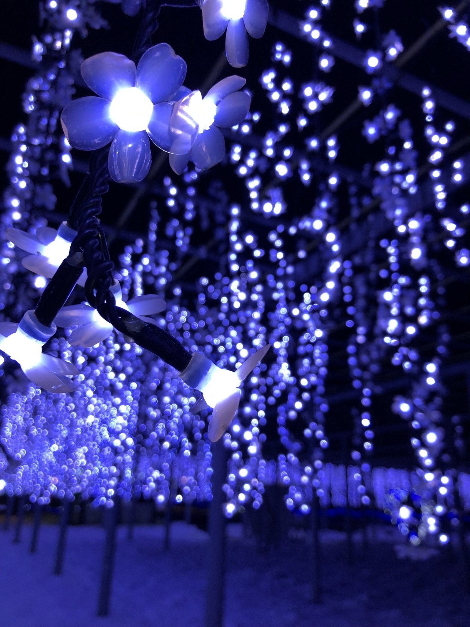 Hisu花イルミネーション ️20221221💡その4｜ろ～こ🍀｜note