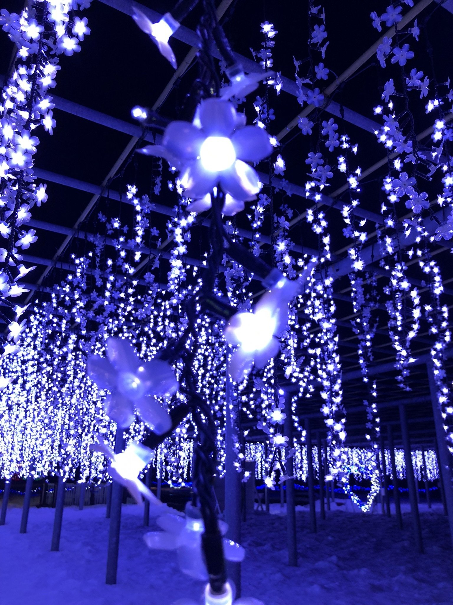 Hisu花イルミネーション ️20221221💡その4｜ろ～こ🍀｜note