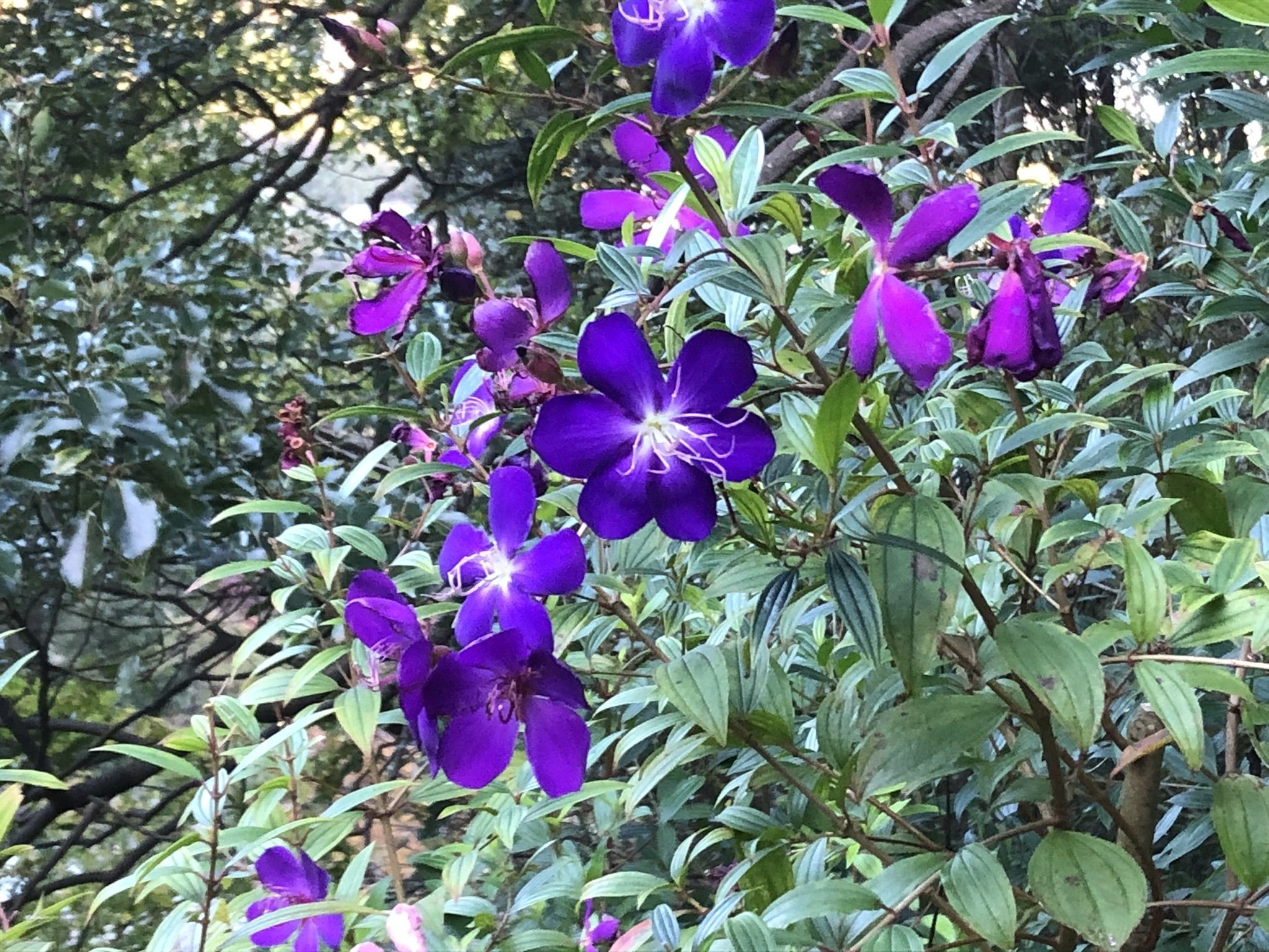 ACAO FORESTにて｜poporin