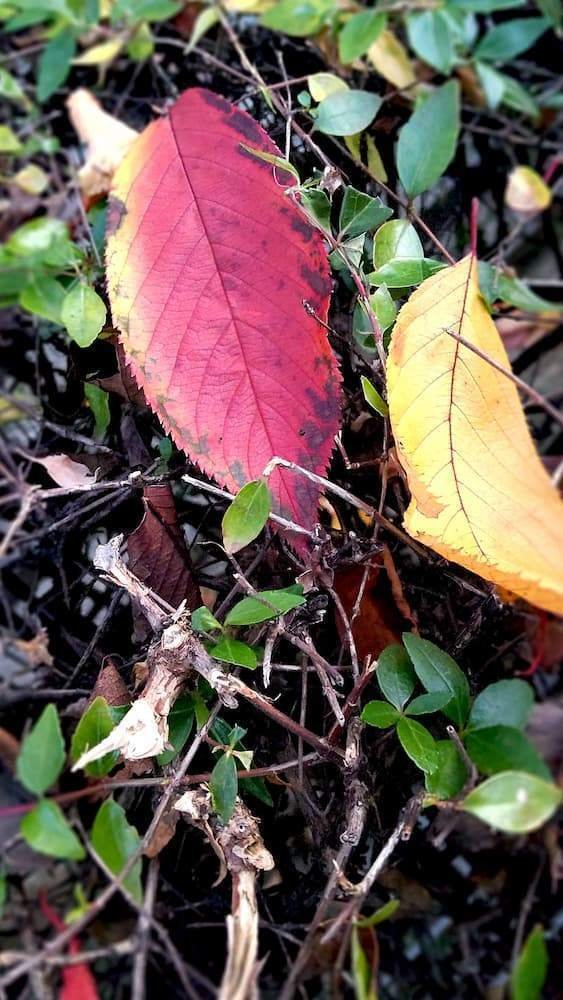 落葉／deciduous｜B-BLOCK