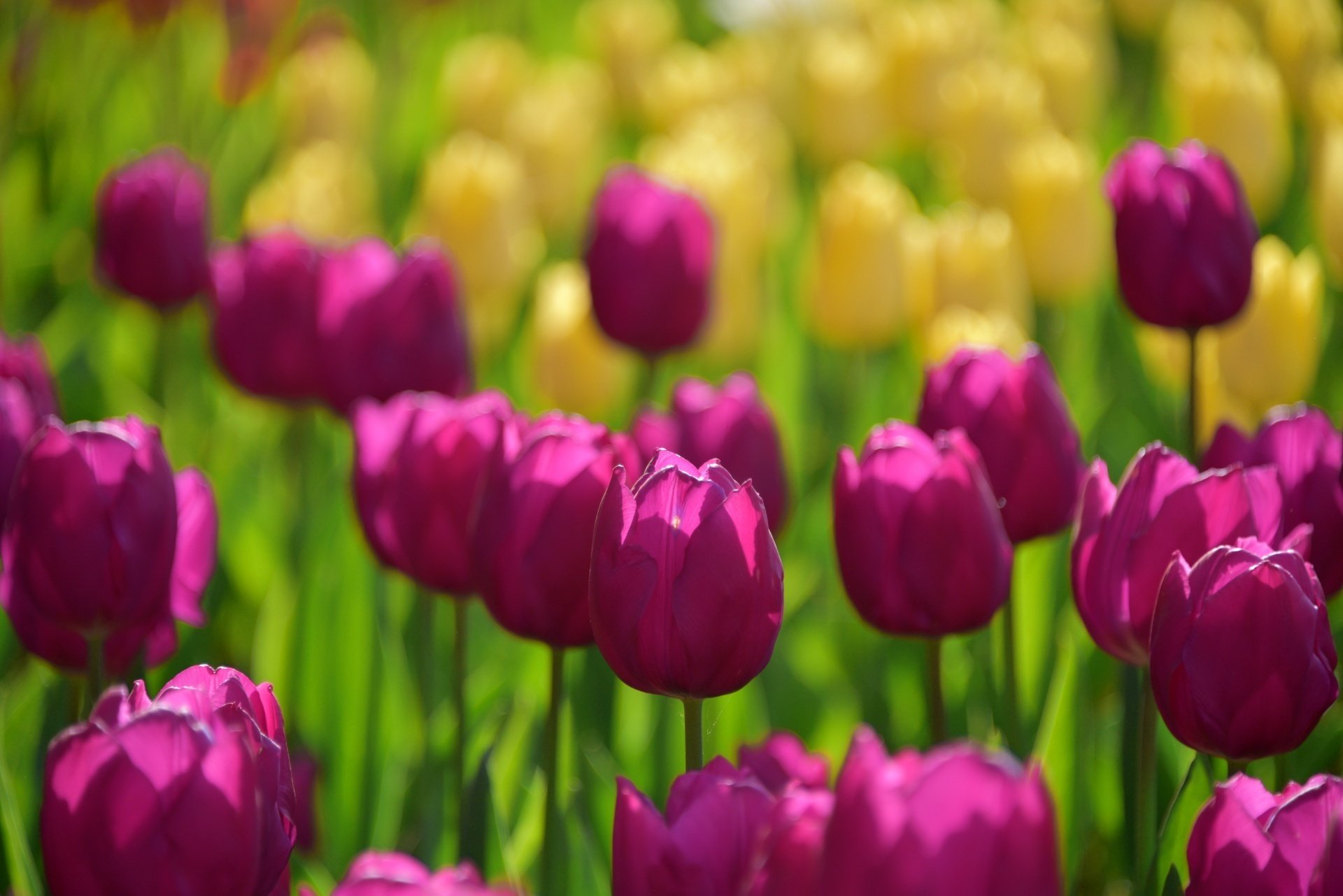 チューリップの写真｜team_ueno