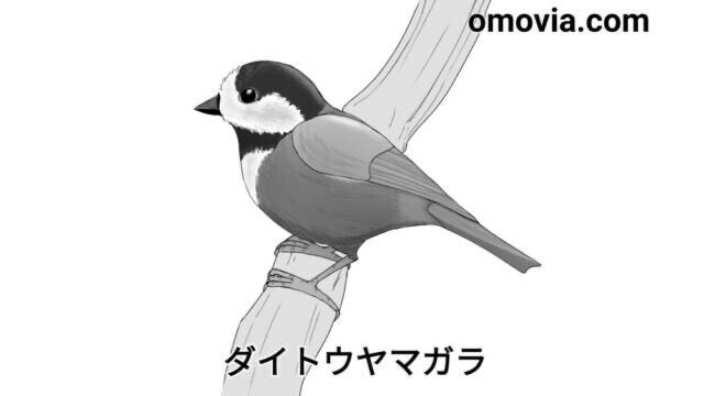 第1454回 絶滅した鳥たち｜翆野 大地