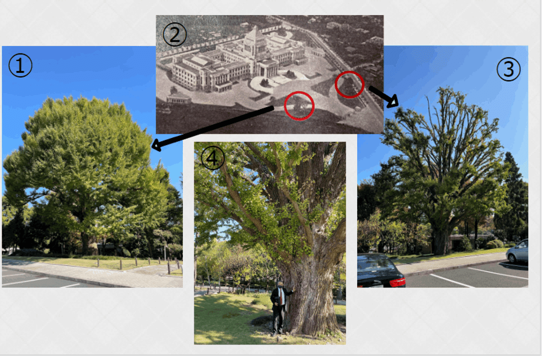 【国会クイズ】第17問 国会議事堂の大公孫樹｜Senator_ISHIDA