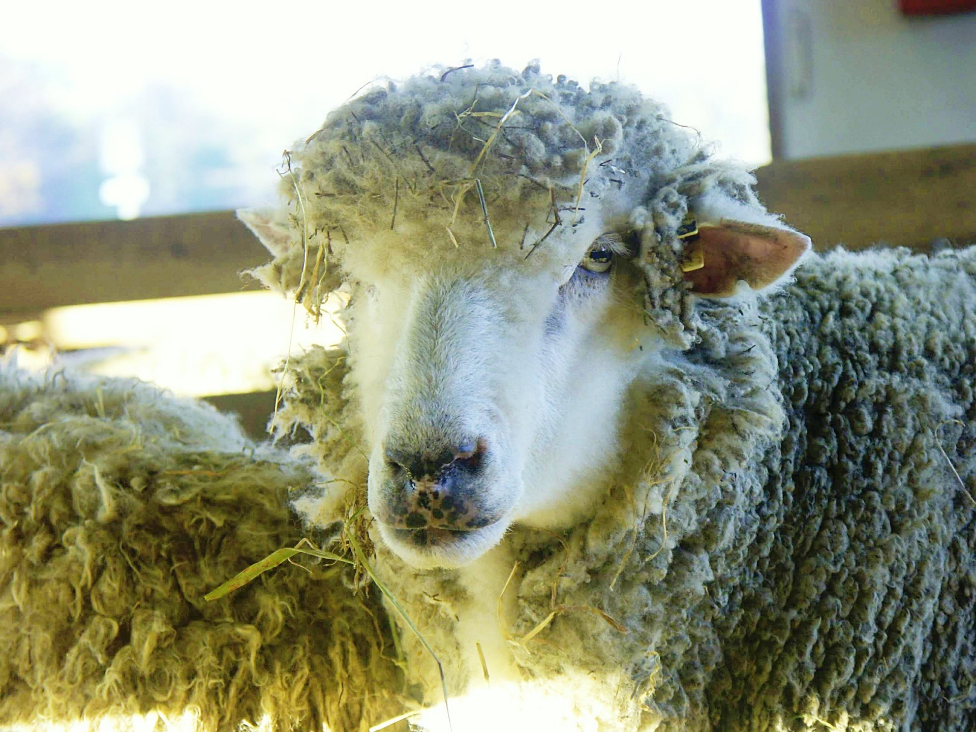 動物の写真｜team_ueno｜note