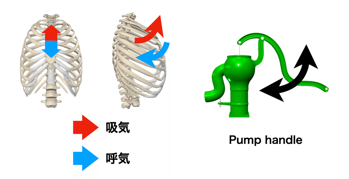 胸郭の機能解剖学と理学療法｜理学療法士による臨床のためのnote