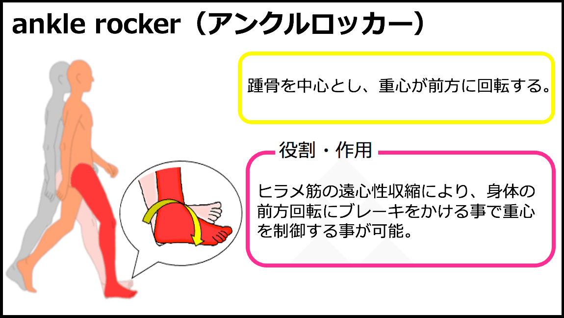 歩行を理解する。〜ロッカーファンクションについて〜｜YH