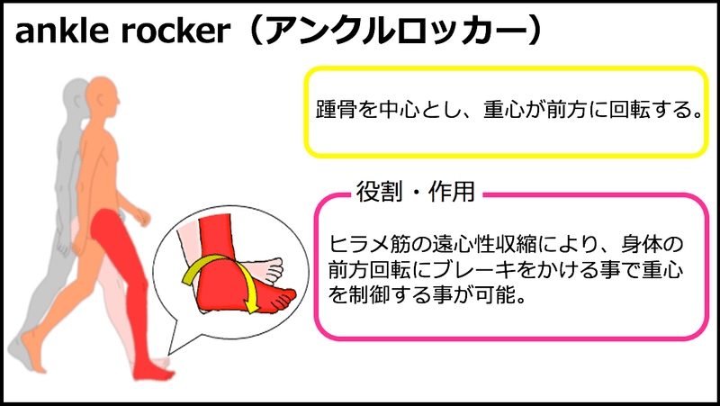 歩行を理解する。〜ロッカーファンクションについて〜｜YH
