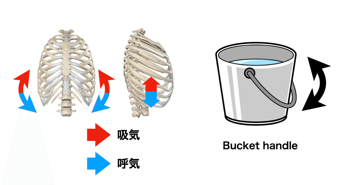 胸郭の機能解剖学と理学療法｜理学療法士による臨床のためのnote