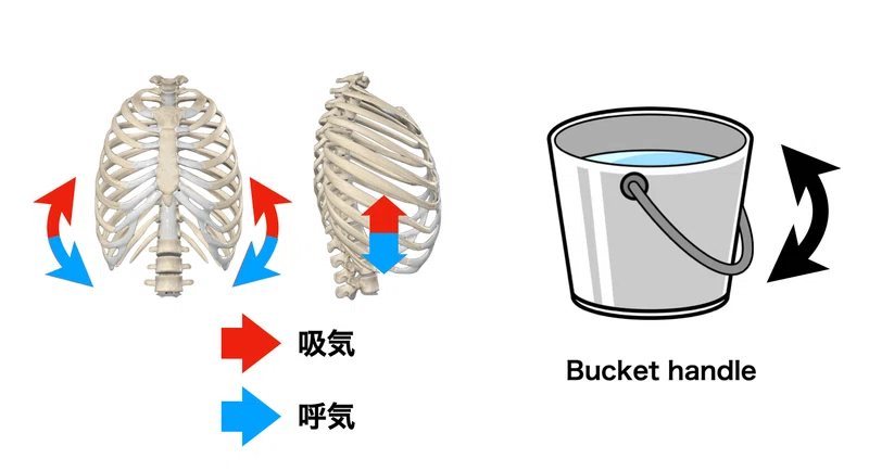 胸郭の機能解剖学と理学療法｜理学療法士による臨床のためのnote