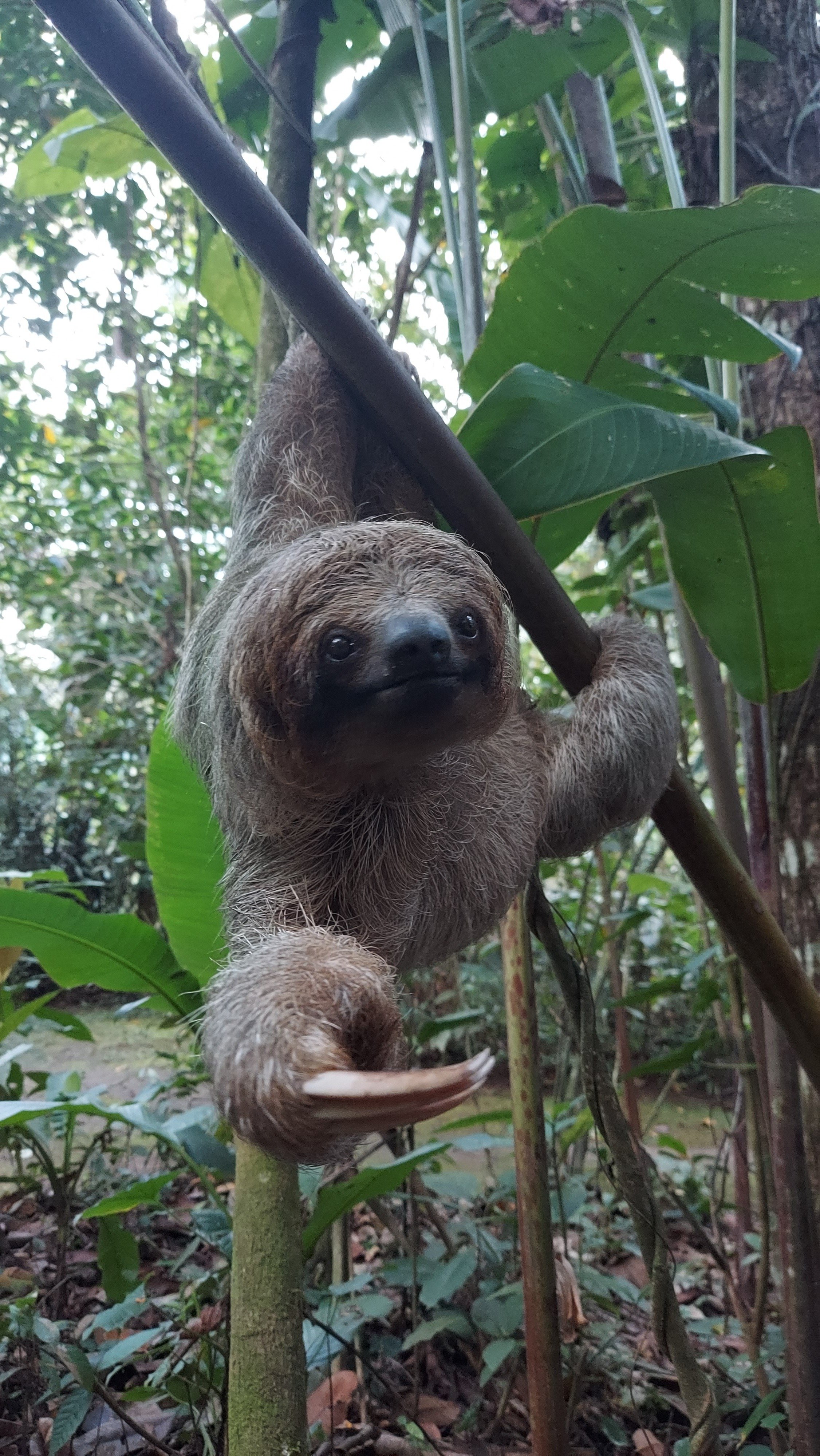 生き物の楽園コスタリカ 隠れるのか目立つのか｜tomohiro nagase