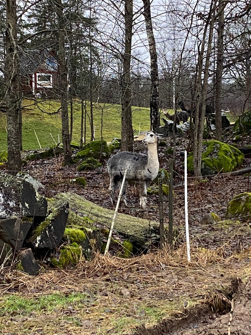 ユニークな旅、Workaway｜tukifutatu｜note