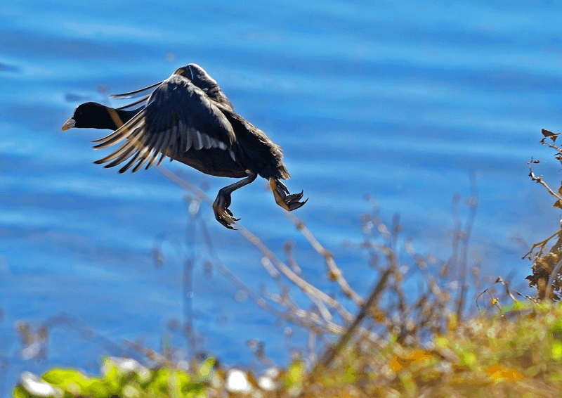 【野鳥】鳥納め｜Chacoder｜note