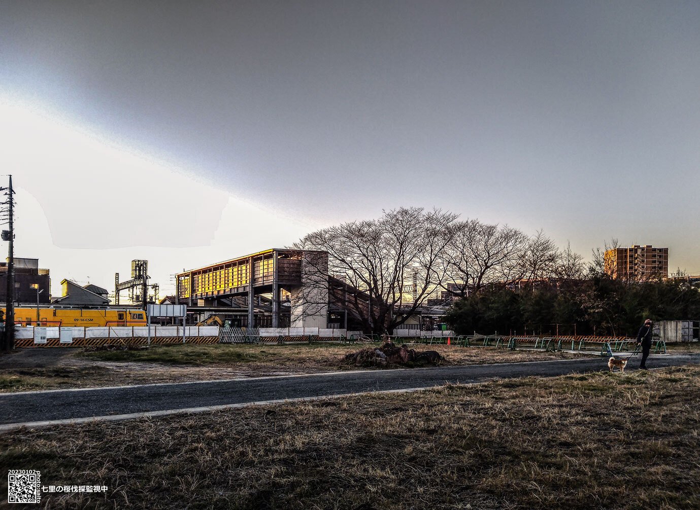 20230102。月曜日。七里の桜。朝は晴れ。（伐採監視中）。｜斉藤よしとも