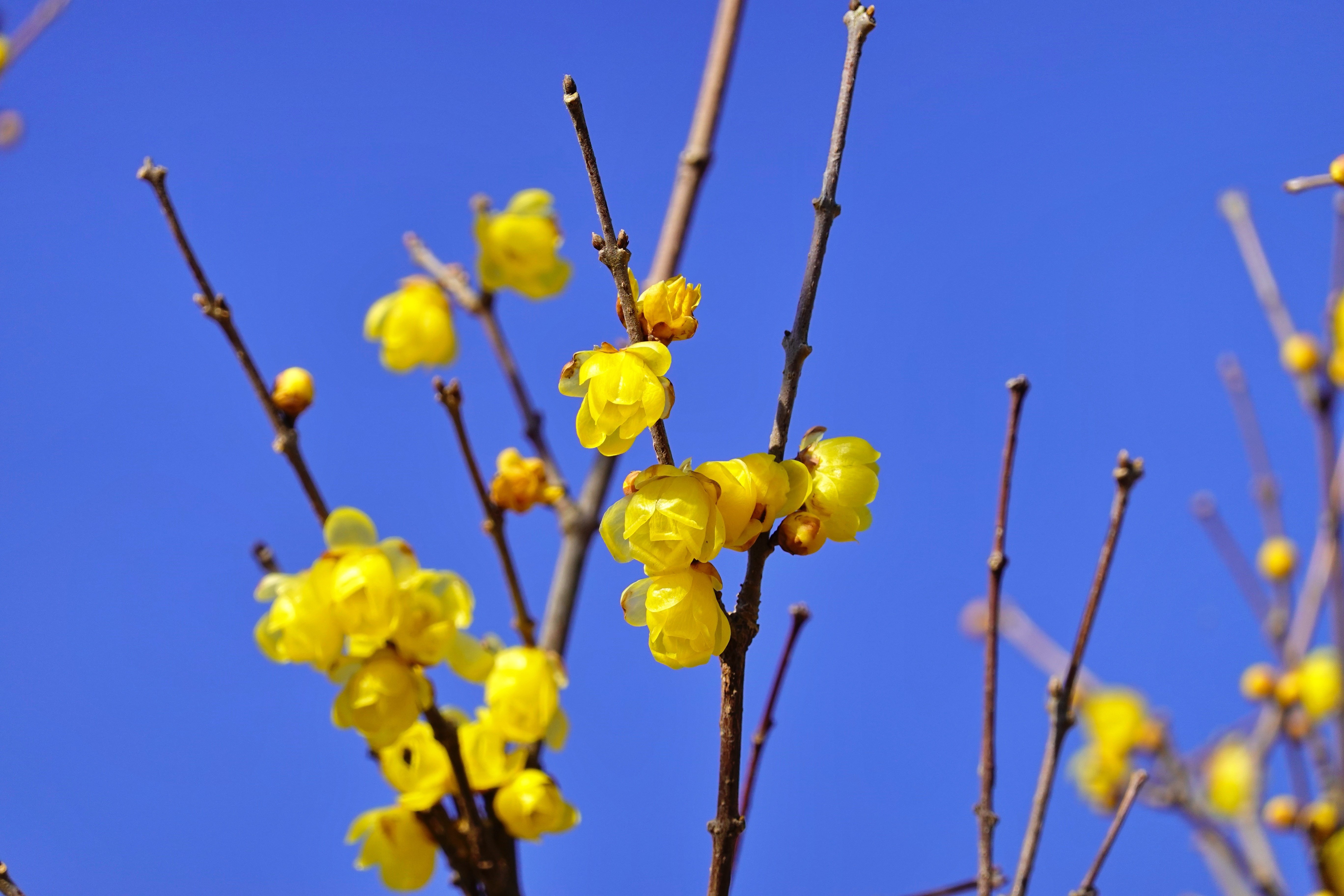 ロウバイの写真｜team_ueno｜note