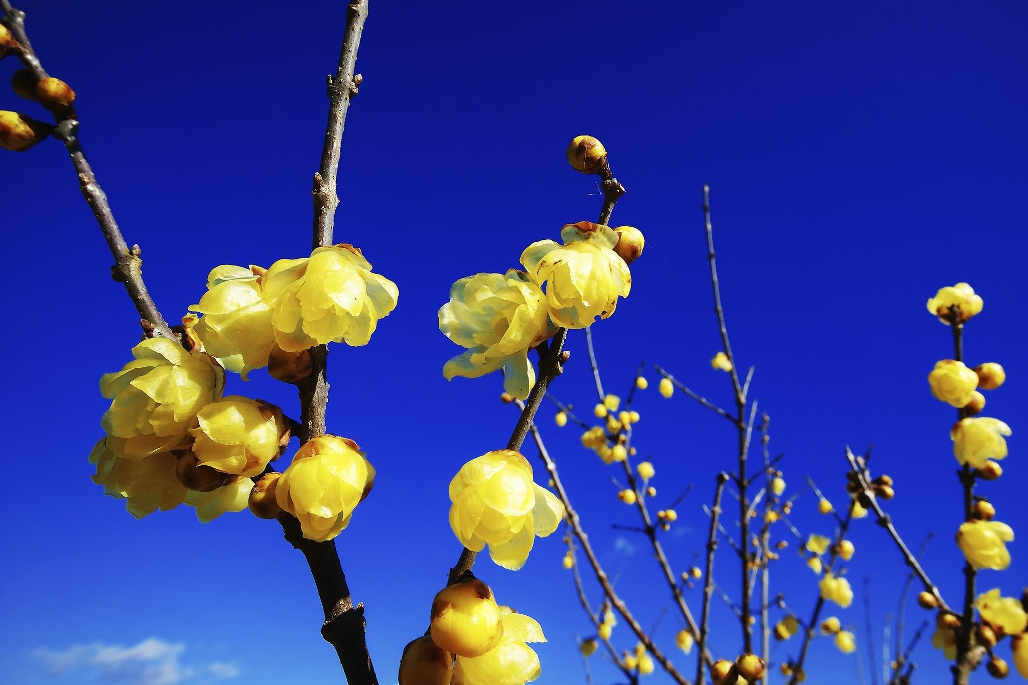 ロウバイの写真｜team_ueno｜note