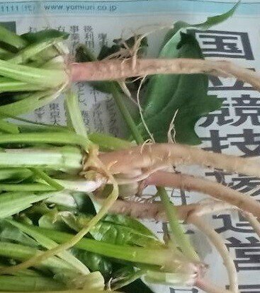 ピンク｜Manabu Harada｜note