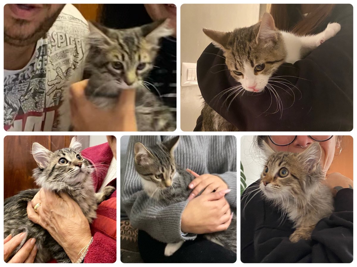 保護猫の出産｜Happy Cat Mommy